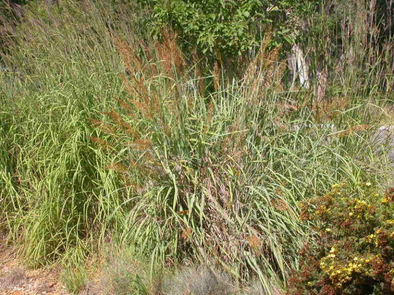 15 Best Native Plants for Nebraska