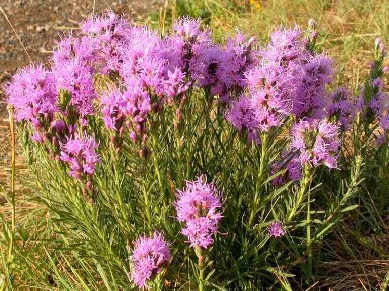 15 Best Native Plants for Nebraska