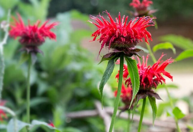 14 Best Native Plants for South Carolina