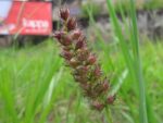 Common Lawn Weeds In Texas How To Identify And Control Them