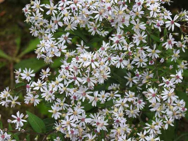 24 Best Tennessee Native Plants