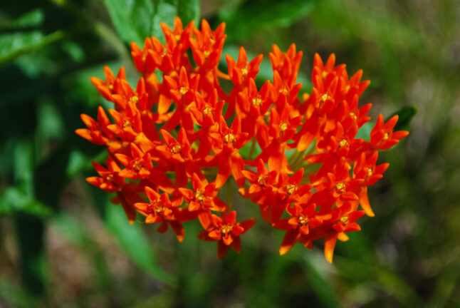 22 Pennsylvania Native Plants