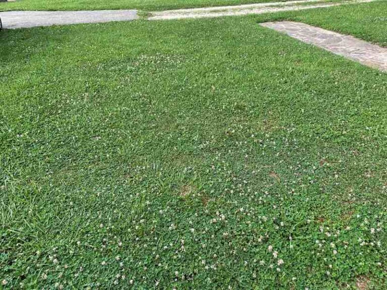 Should You Plant a Clover Lawn in California’s Climate?