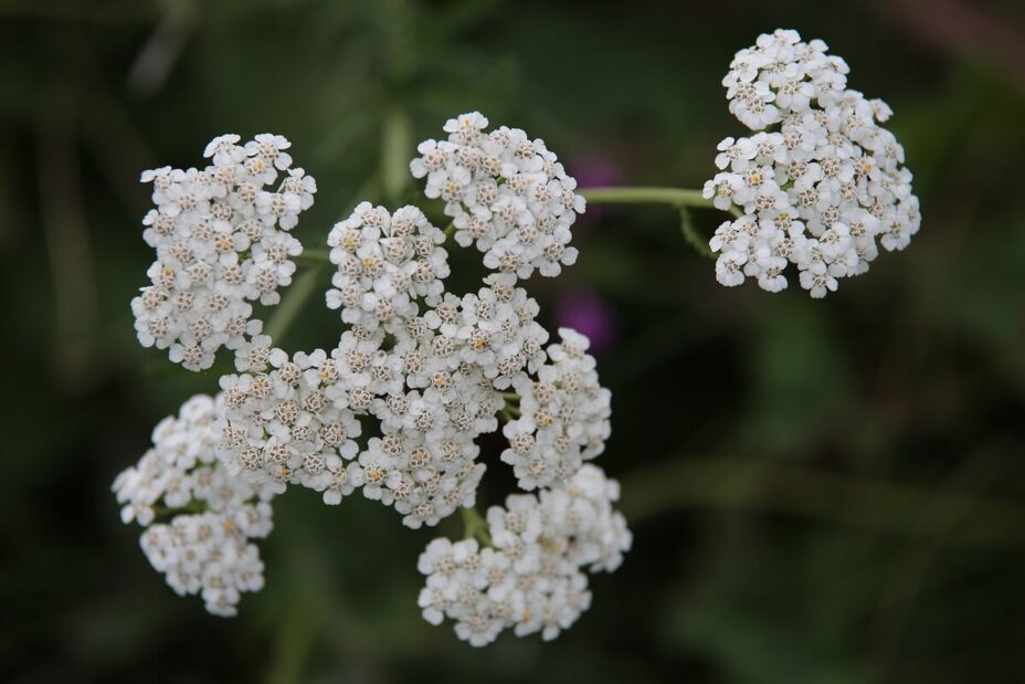 15 Best Native Plants for Nebraska