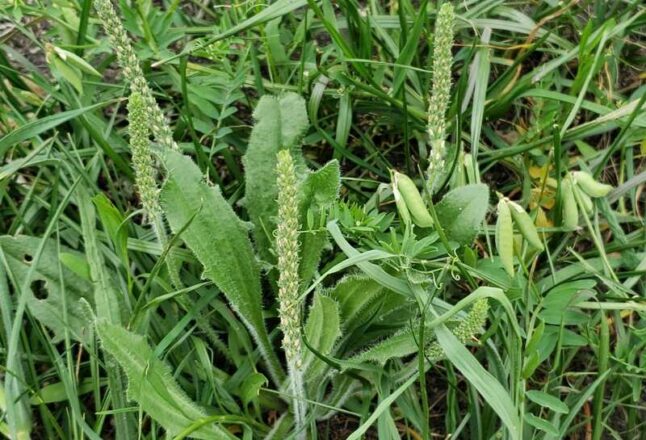 Common Lawn Weeds in Texas: How to Identify and Control Them