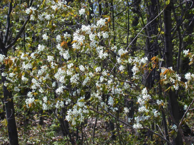24 Best Tennessee Native Plants