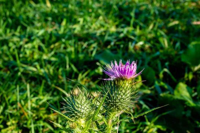 Common Lawn Weeds in Texas: How to Identify and Control Them