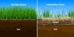 When to Dethatch Your Lawn