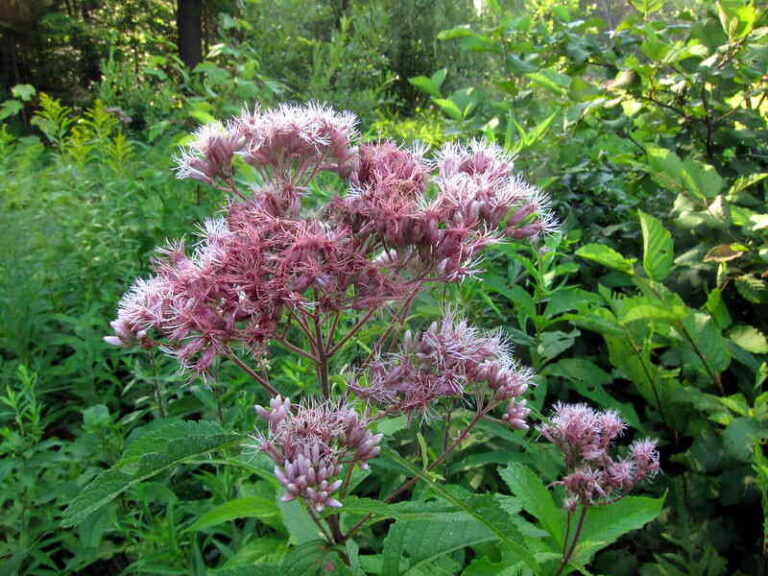 15 Best Native Plants for Nebraska