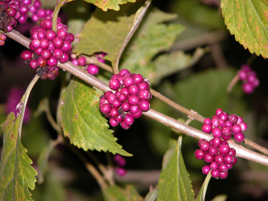 14 Best Native Plants for South Carolina