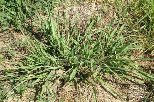 Common Lawn Weeds South Carolina