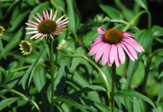 14 Best Native Plants for South Carolina