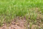 How and When to Cut New Grass