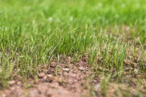 How and When to Cut New Grass