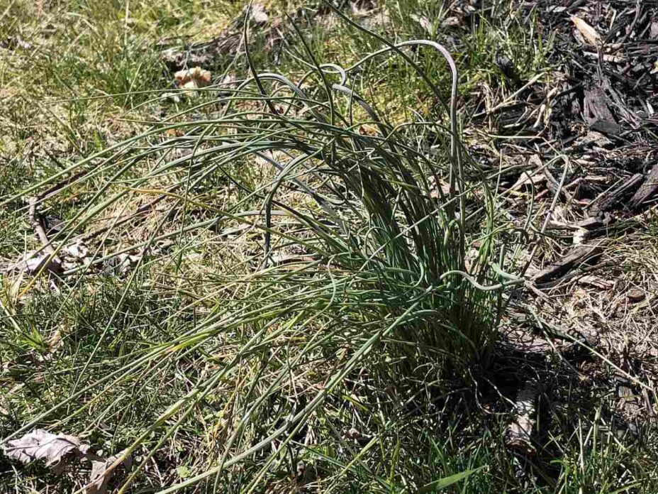 How to Remove Onion Grass