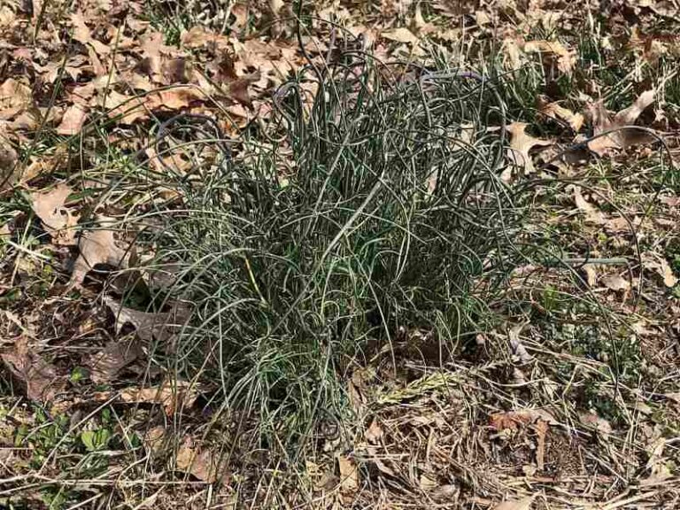 What Is Onion Grass?