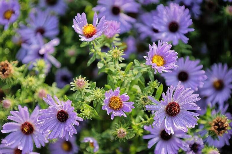 15 Best Native Plants for Nebraska