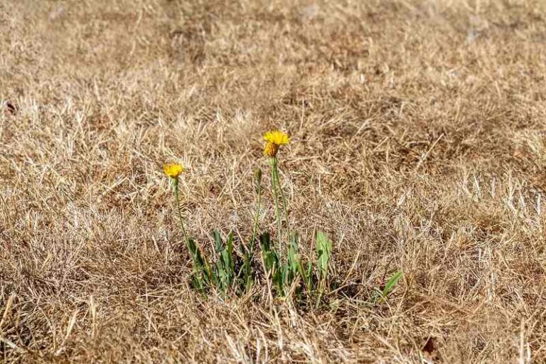 5 Signs of Acidic Soil in Your Lawn (Low pH)