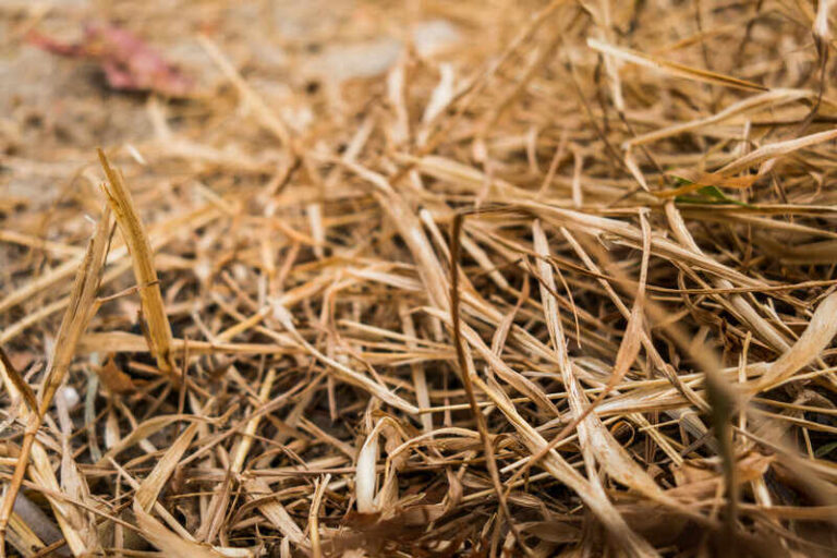 Should You Put Straw Over Grass Seed?