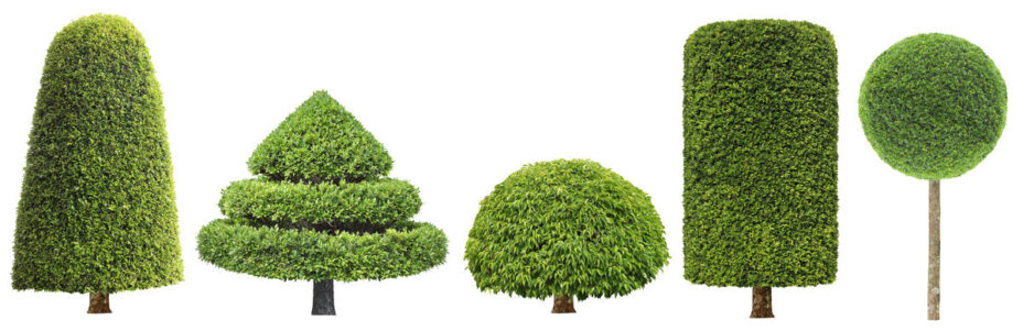 Tree Shapes for Your Yard
