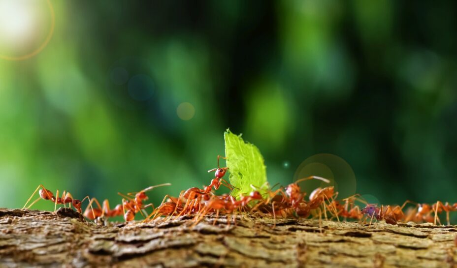 8 Types of Ants That Can Damage Your Yard