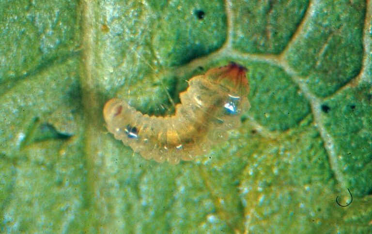 15 Common Insect Pests Damaging Your Lawn