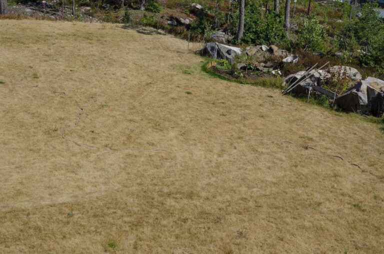 Burnt Grass: How Long Does It Take to Grow Back?