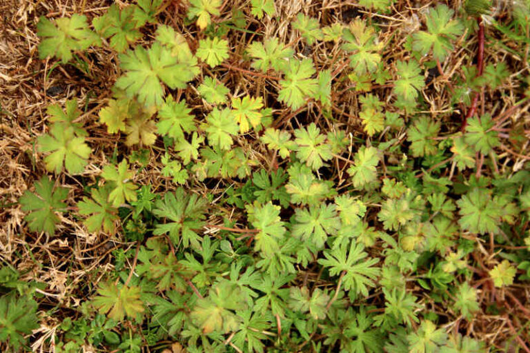 Common Weeds in Mississippi Lawns