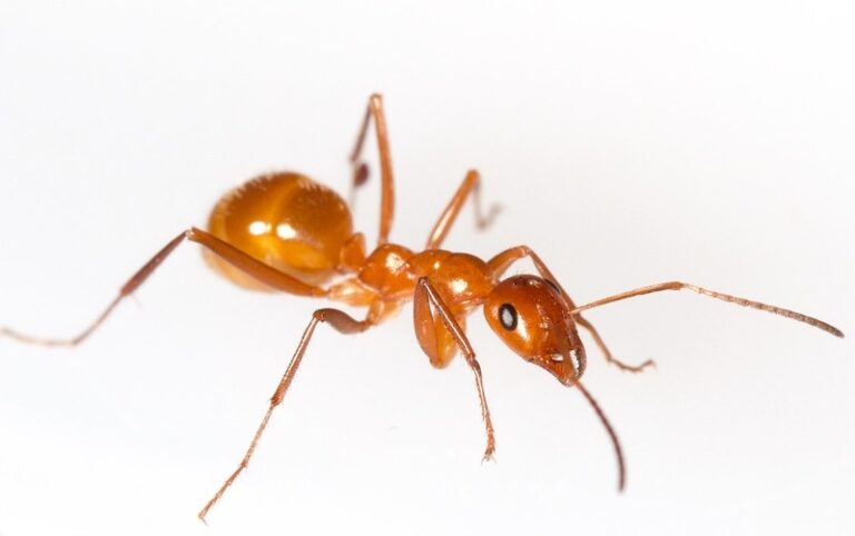 8 Types of Ants That Can Damage Your Yard
