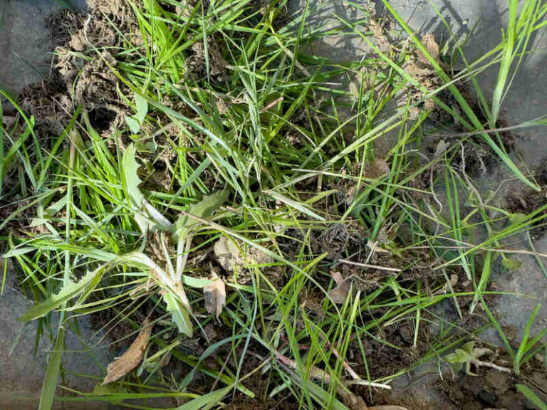 How to Get Rid of Torpedograss