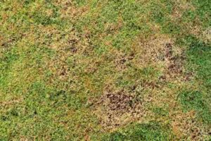 5 Signs of Alkaline Soil in Your Lawn (High pH)