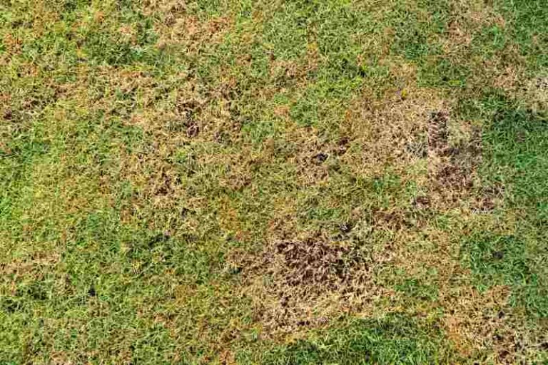 How to Treat a Heat-Stressed Lawn