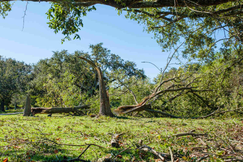 11 Hurricane-Resistant Landscaping Ideas for Louisiana