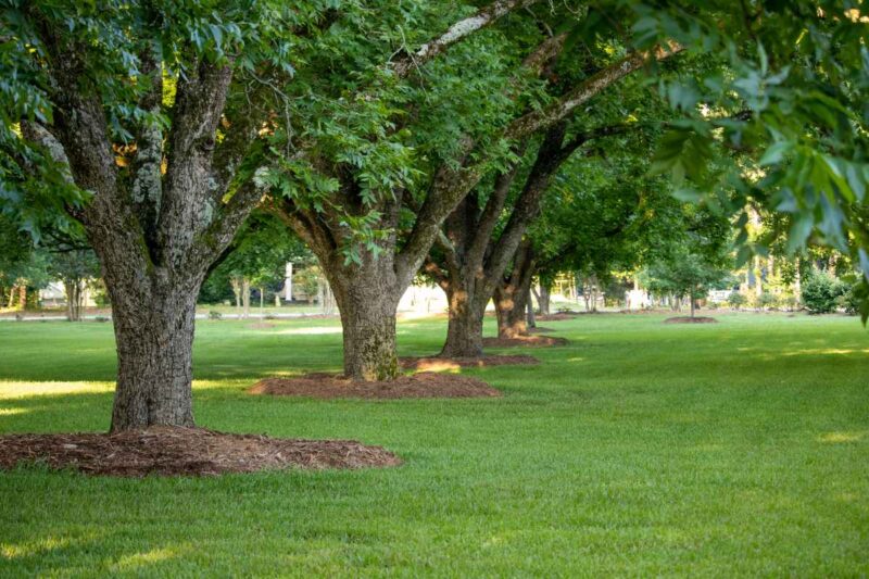 How to Mulch Around Trees The Right Way