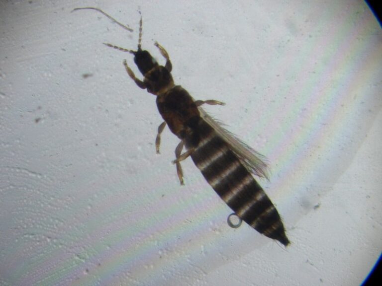 15 Common Insect Pests Damaging Your Lawn