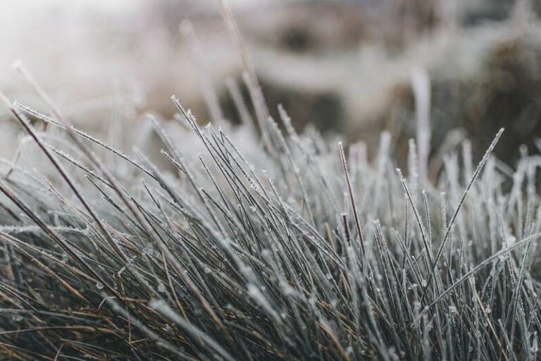 What is Dormant Seeding?