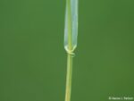Common Lawn Weeds South Carolina