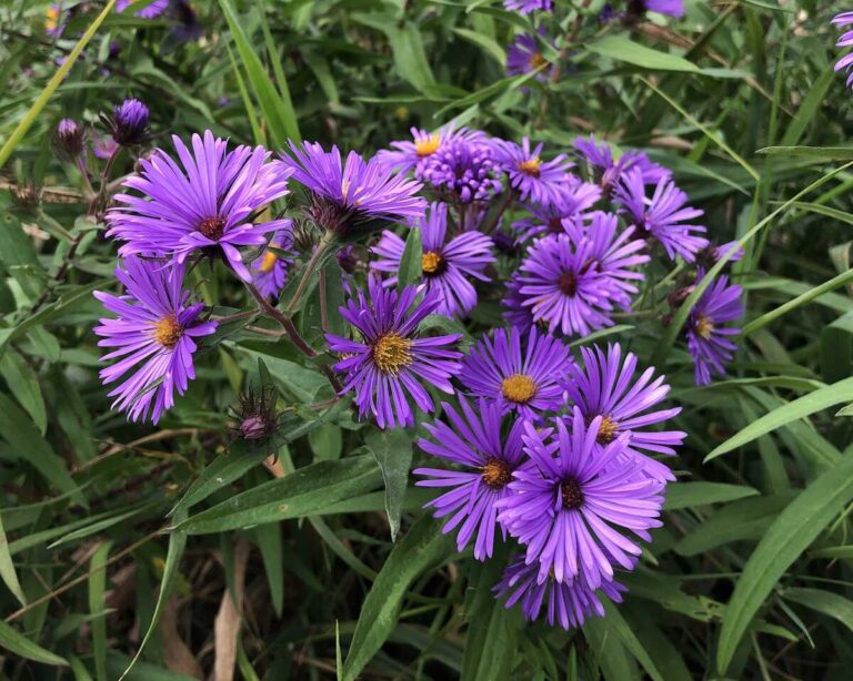 Best Native Plants for West Virginia