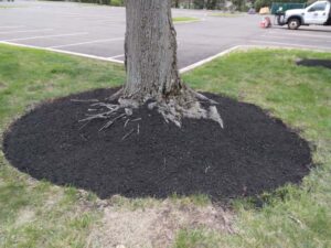 How to Mulch Around Trees The Right Way
