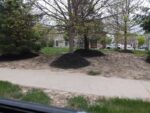 How to Mulch Around Trees The Right Way