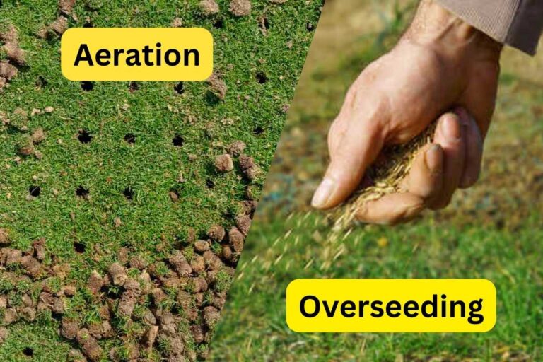 When Is It Too Late to Aerate and Overseed Your Lawn?