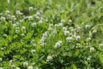 15 Common Weeds in Iowa
