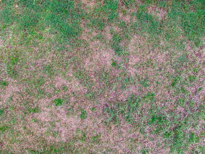 5 Signs of Acidic Soil in Your Lawn (Low pH)