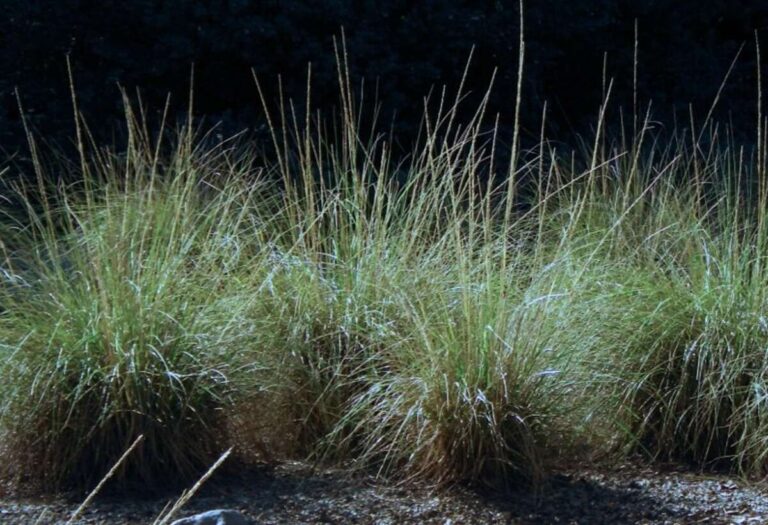 California Native Grasses to Replace Your Lawn