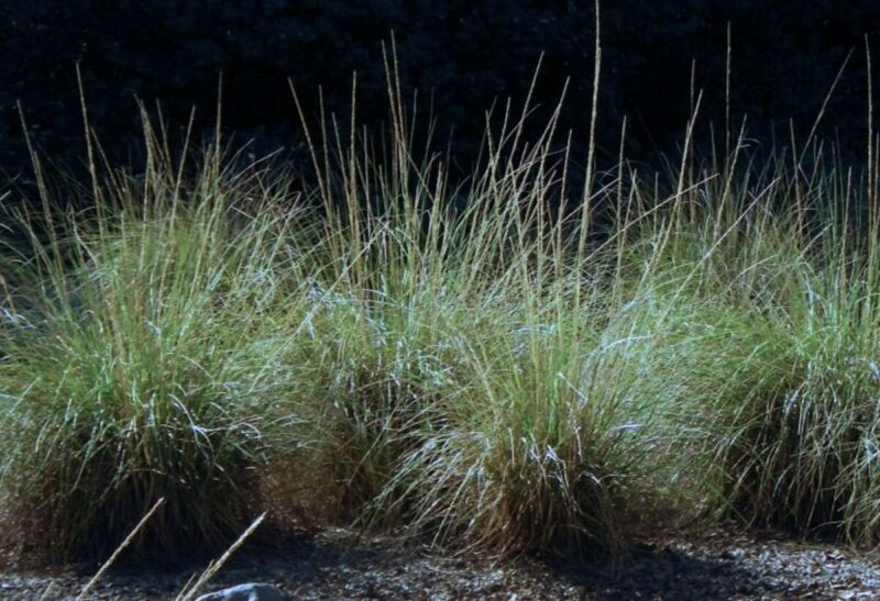 California Native Grasses to Replace Your Lawn