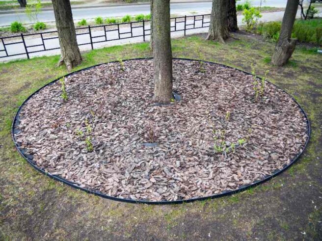 How to Mulch Around Trees The Right Way