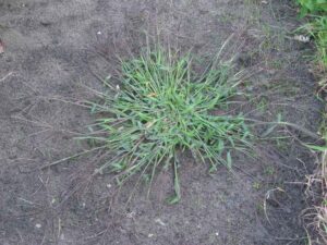 Common Weeds in Wisconsin: How to Identify and Control Them