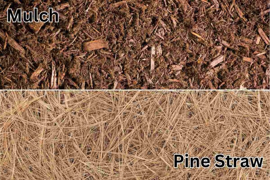 Mulch vs. Pine Straw
