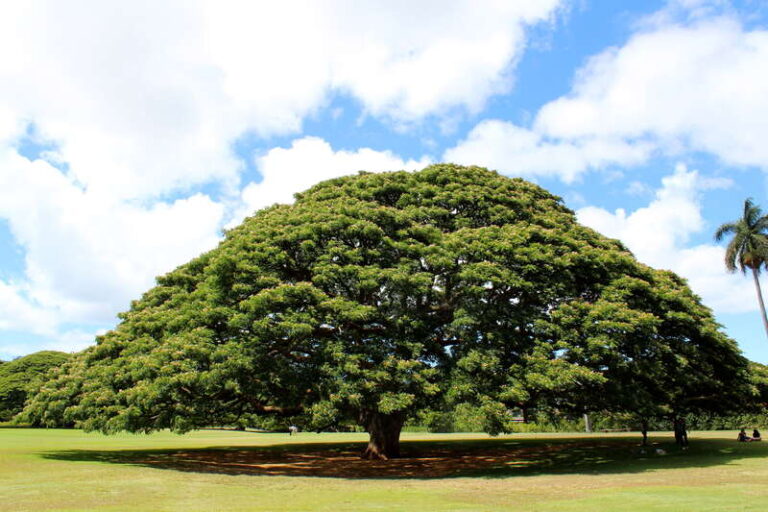 Tree Shapes for Your Yard