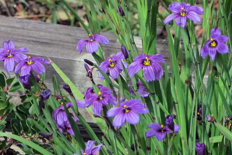 12 Best Native Plants for Your San Francisco Landscape